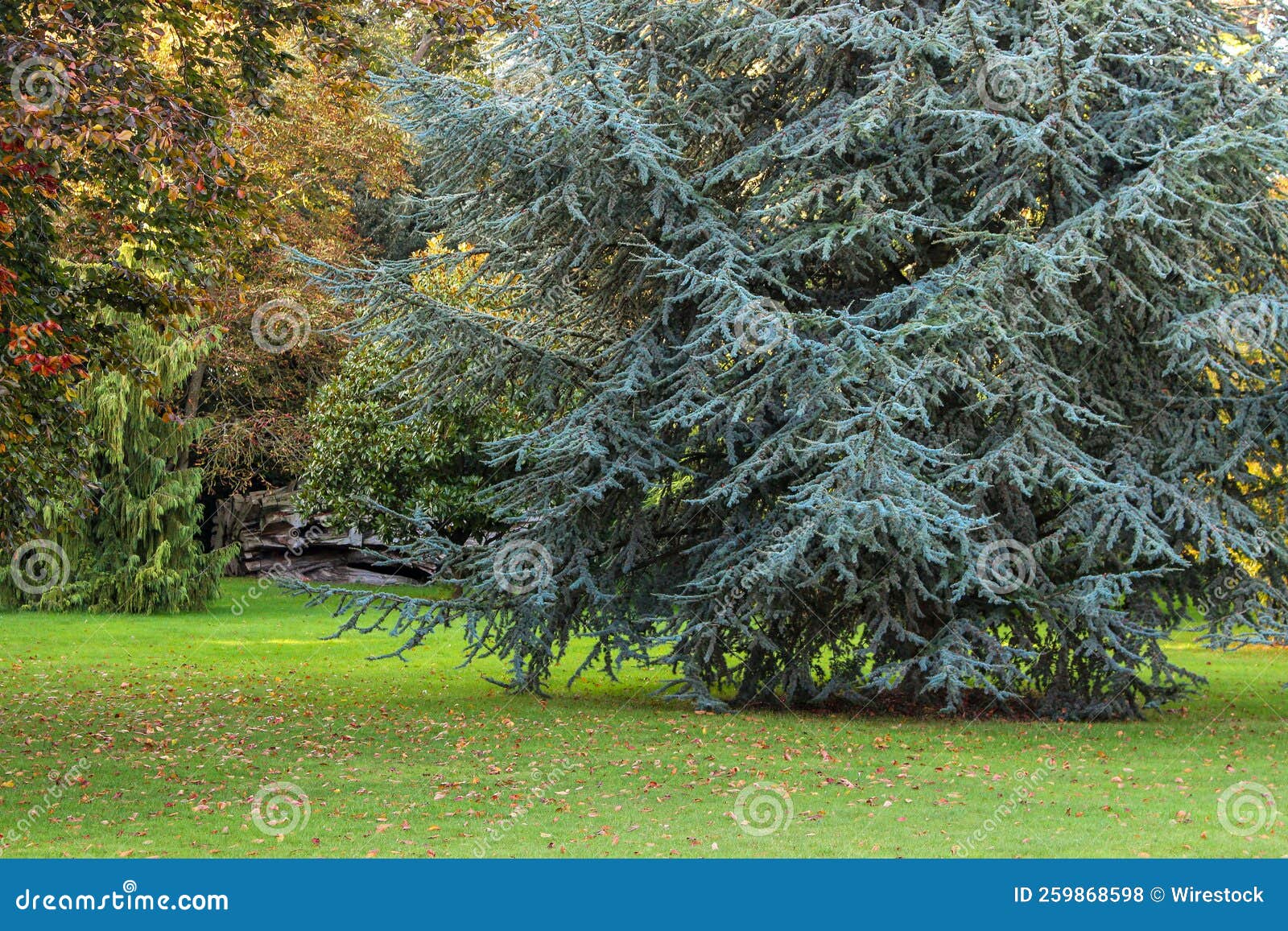 Spruce Tree Growing in a Park Stock Photo - Image of nature, plant ...