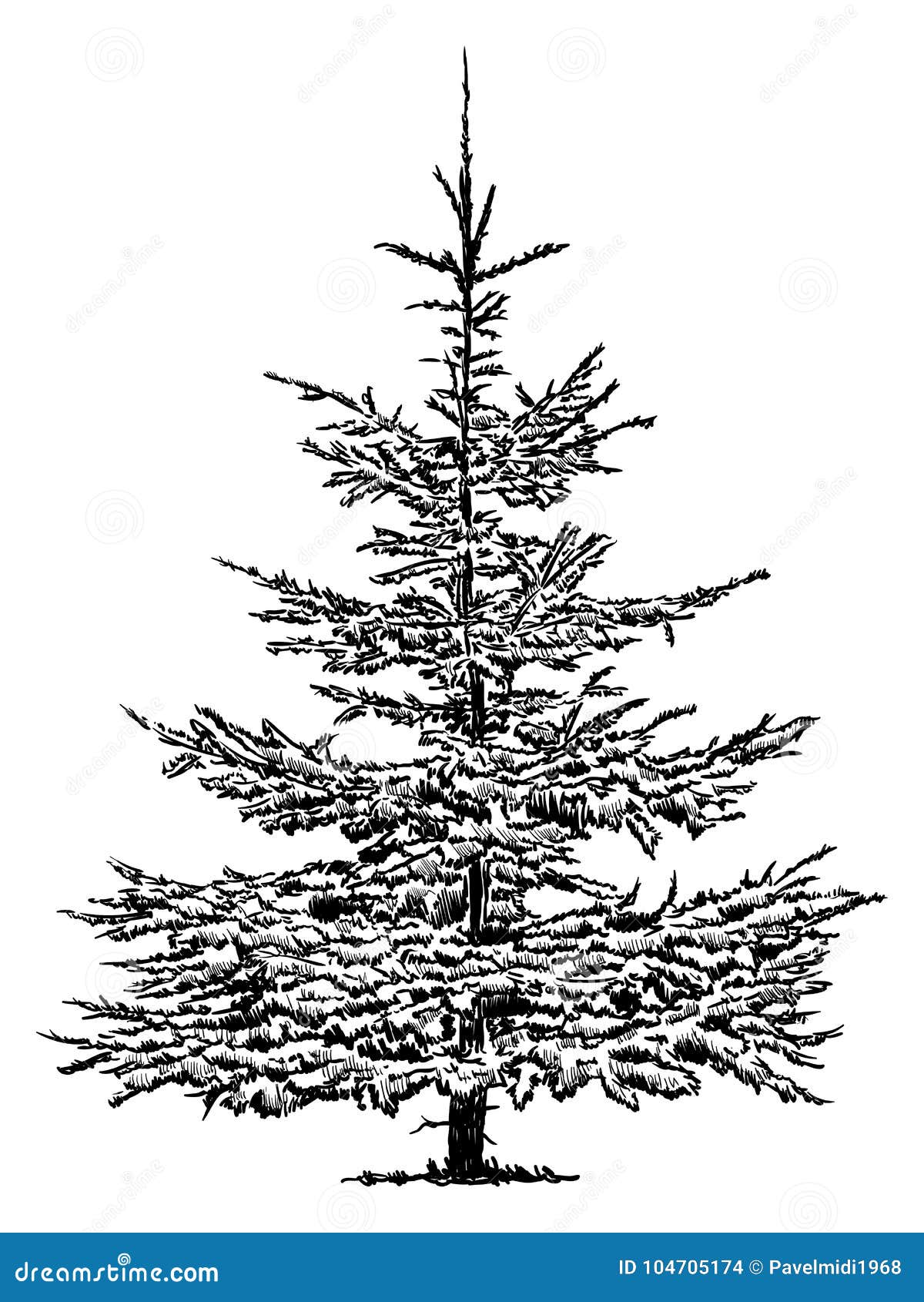 Spruce tree isolated stock vector. Illustration of painting - 104705174