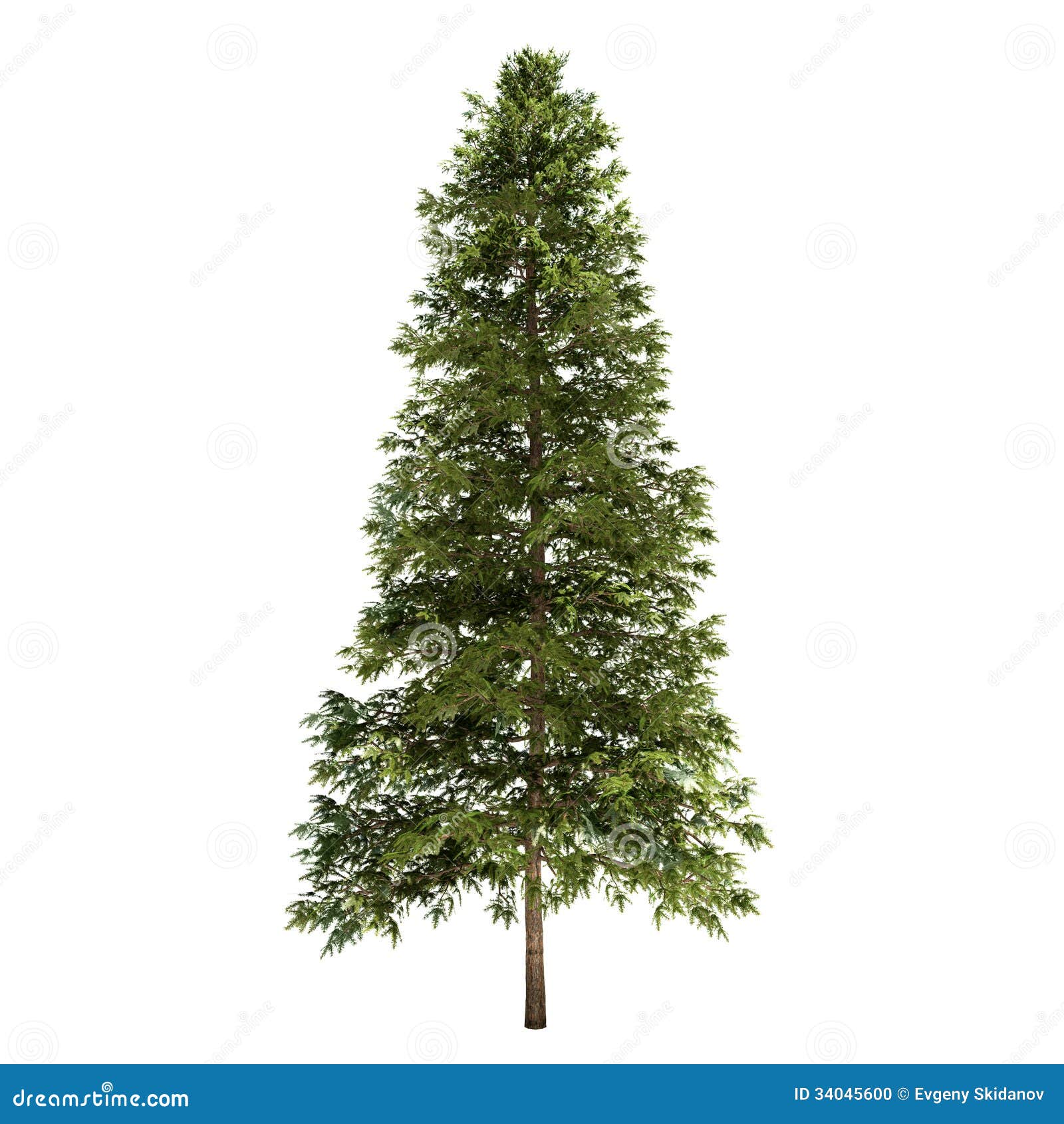 Spruce Tree Life Cycle. Stages Of Growth From Seed To Mature Spruce ...