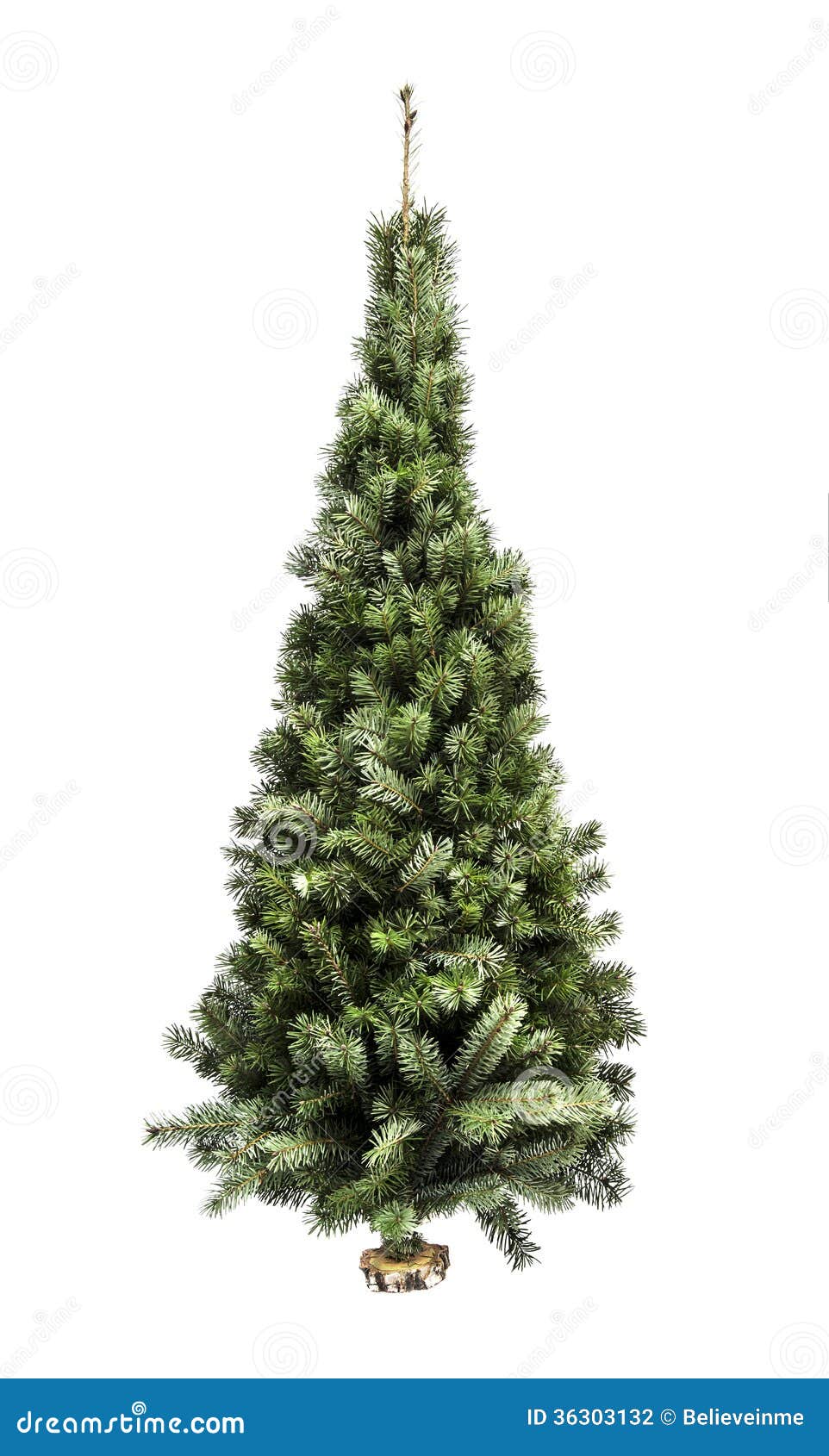Spruce Tree Isolated on White Stock Photo - Image of pine, spring: 36303132