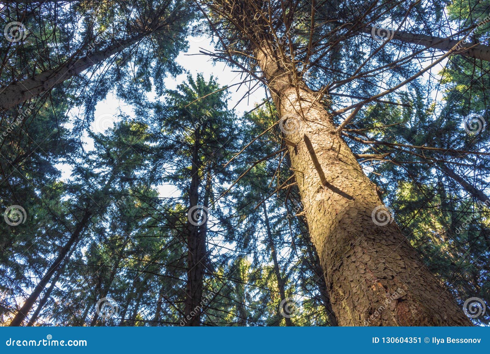 A Spruce Tree with Knots in the Forest Rises into the Sky Stock Image ...