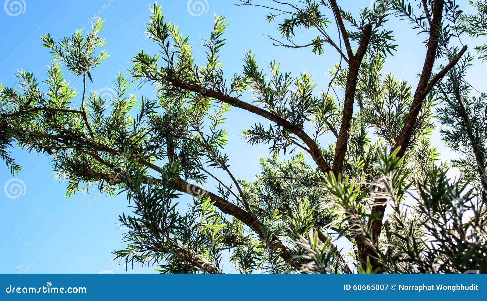 Spruce Tree Leaves stock image. Image of evergreen, outdoor - 60665007