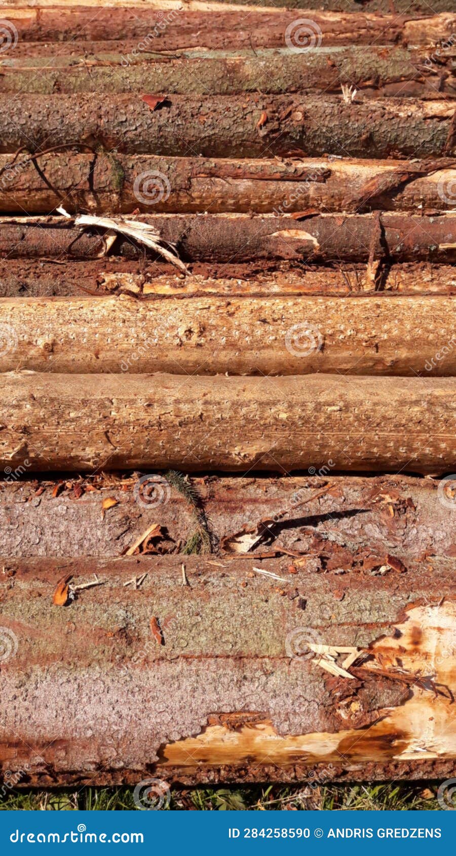 Spruce Tree Logs Background Stock Photo - Image of tree, temple: 284258590