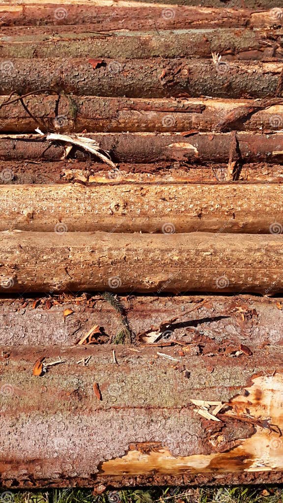 Spruce Tree Logs Background Stock Photo - Image of tree, temple: 284258590