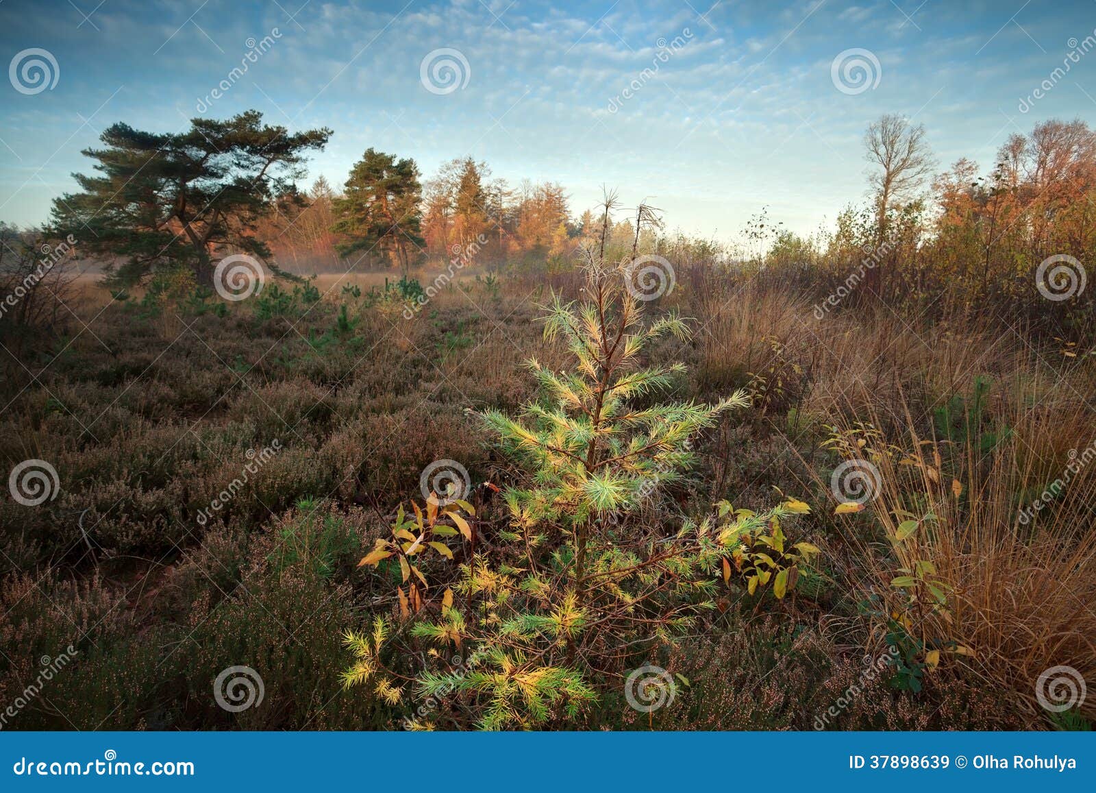 Spruce Tree on Marsh in Autumn Stock Image - Image of friesland ...