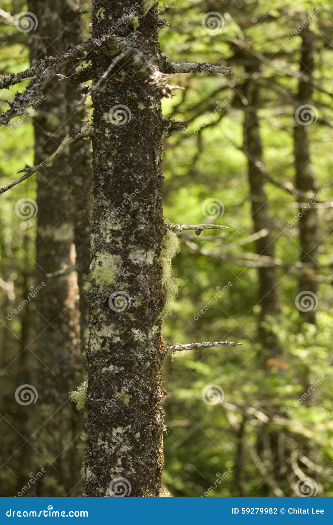 Spruce Tree stock photo. Image of plant, east, coast - 59279982