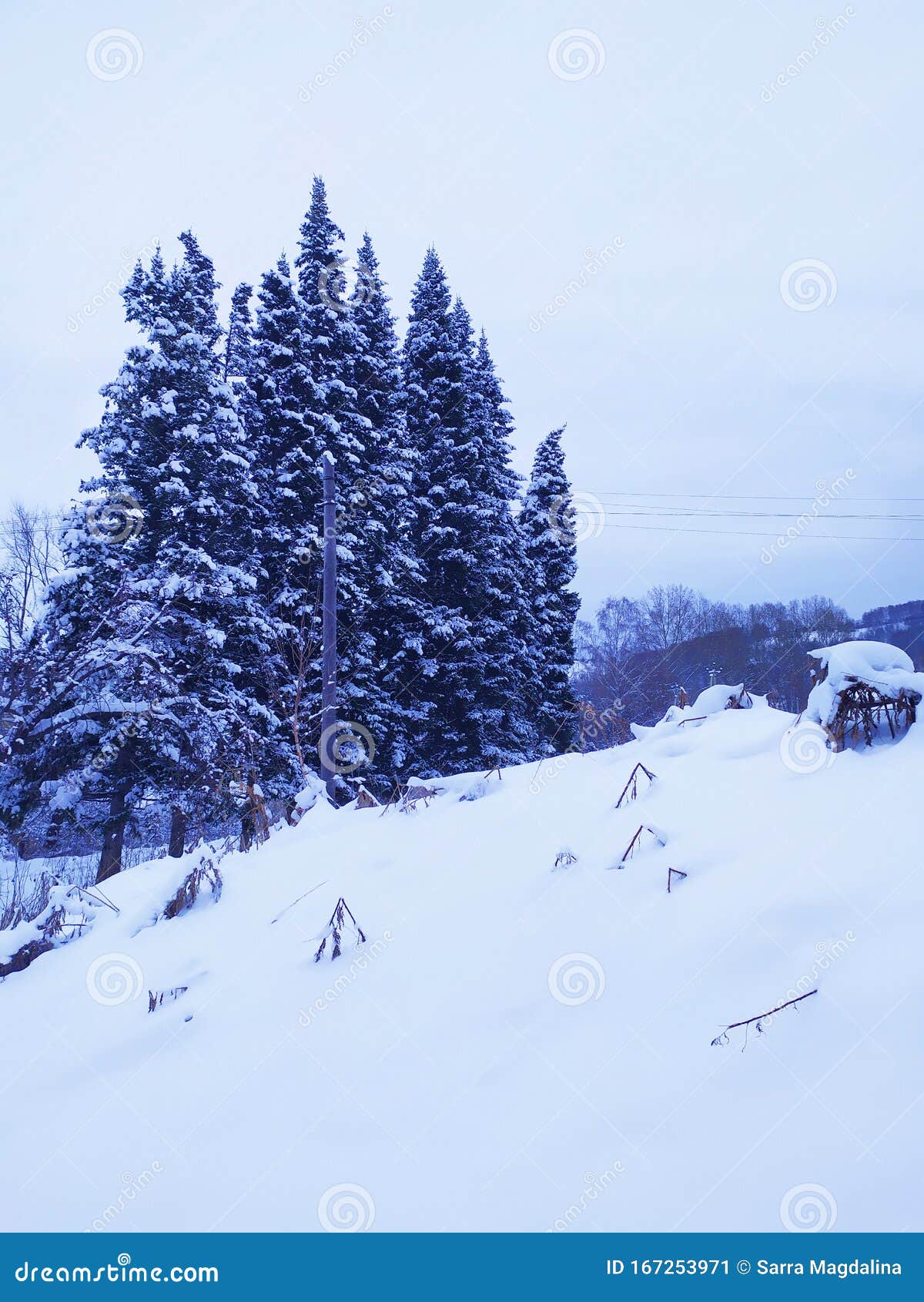 Spruce Tree on a Mountain Hill Covered with Snow. Stock Image - Image ...