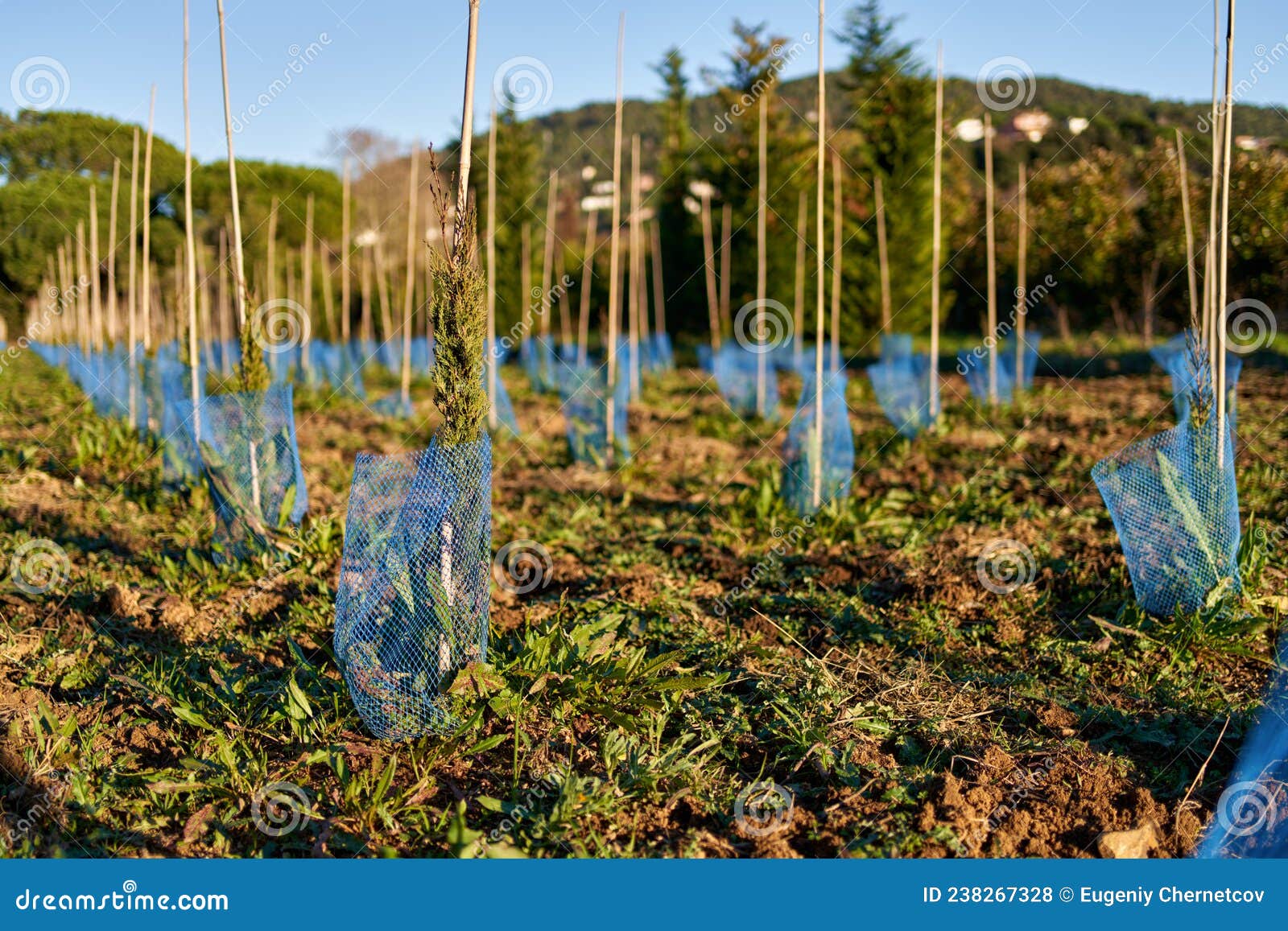 Spruce Tree Nursery for Reforestation. Stock Photo - Image of farmland ...