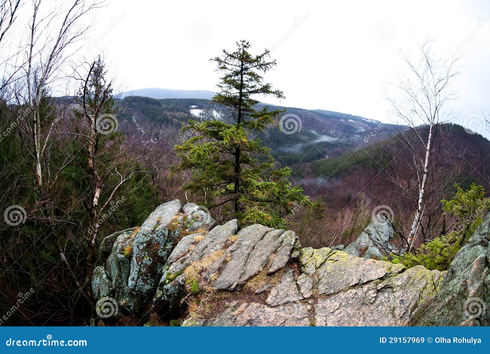 Spruce tree on rock stone stock image. Image of german - 29157969