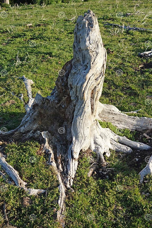 Spruce tree root stock photo. Image of limb, biology - 32340372