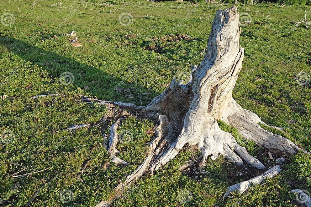 Spruce tree root stock photo. Image of limb, ecology - 32340494