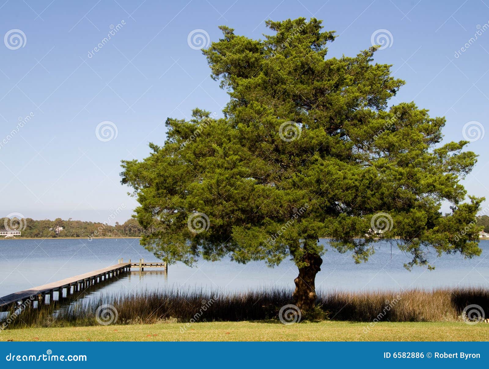 Spruce tree by sea stock photo. Image of stage, leaves - 6582886