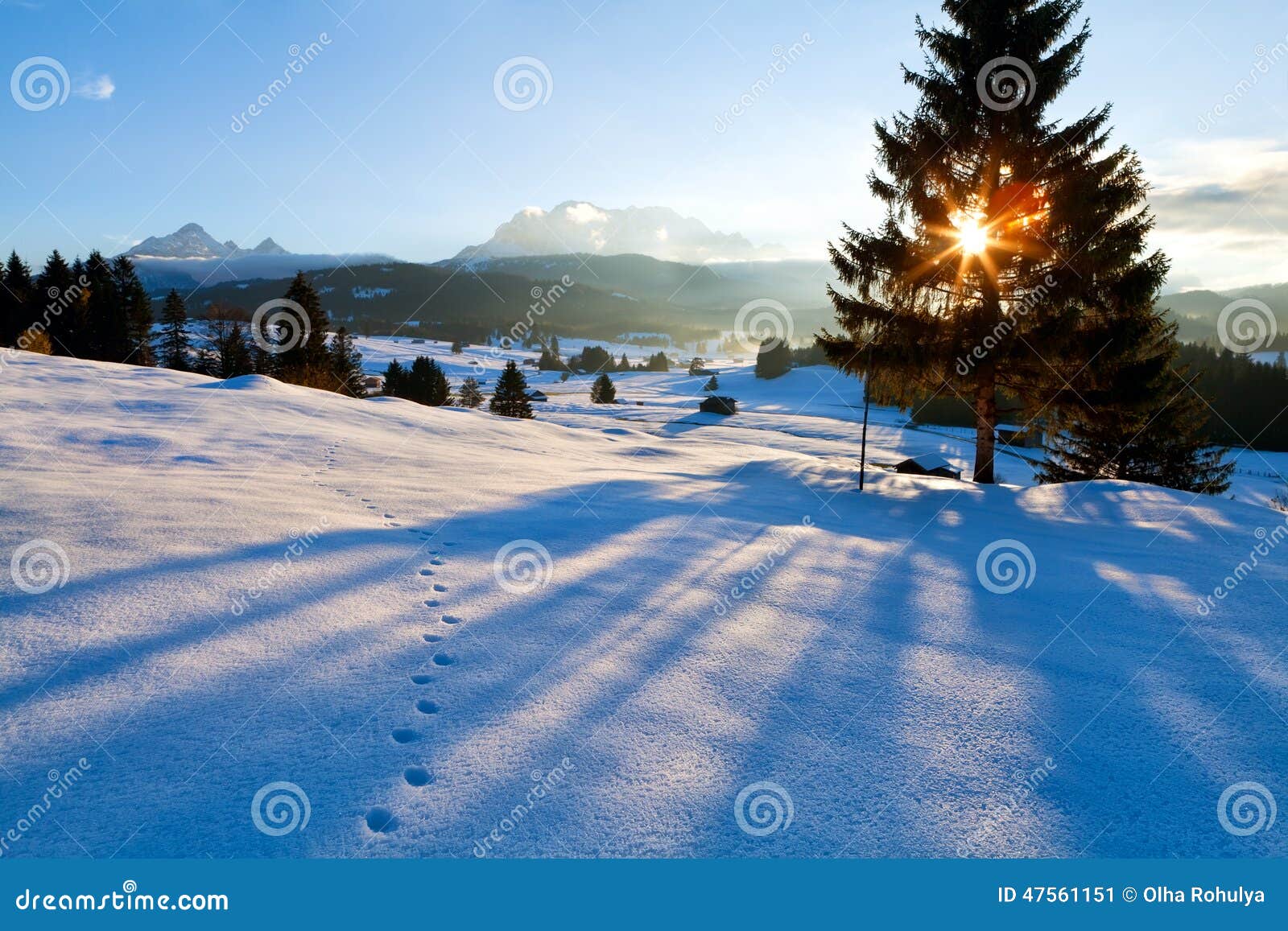 Spruce Tree Shadow at Sunset in Alps Stock Image - Image of germany ...