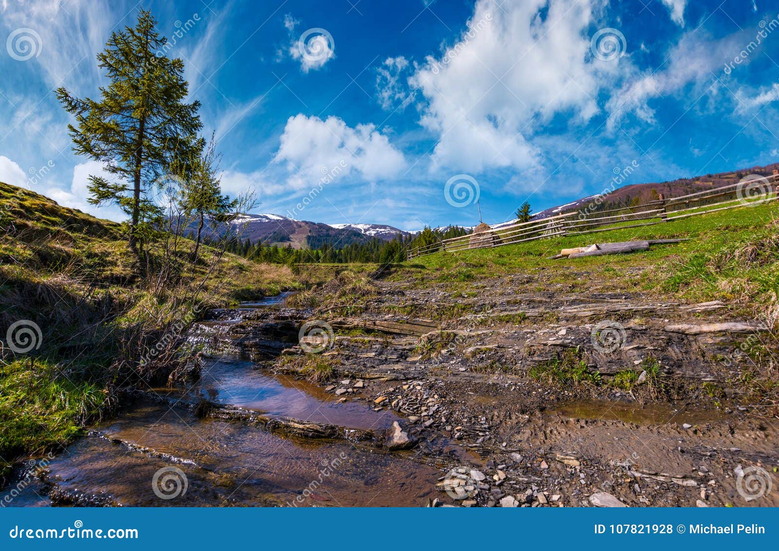 Spruce Tree and Small Brook in Mountains Stock Photo - Image of ...