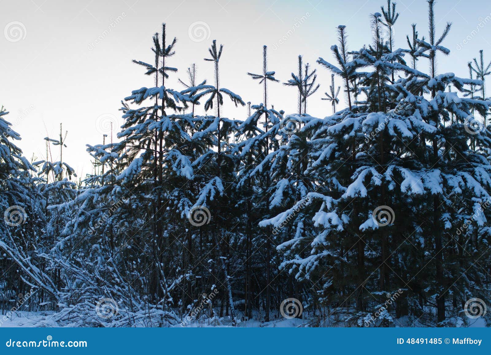 Spruce tree with snow stock image. Image of outdoors - 48491485
