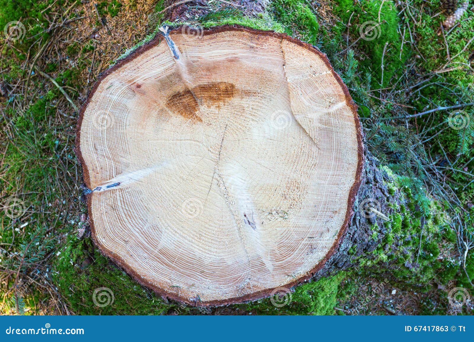 Spruce tree Stump stock image. Image of forestry, natural - 67417863