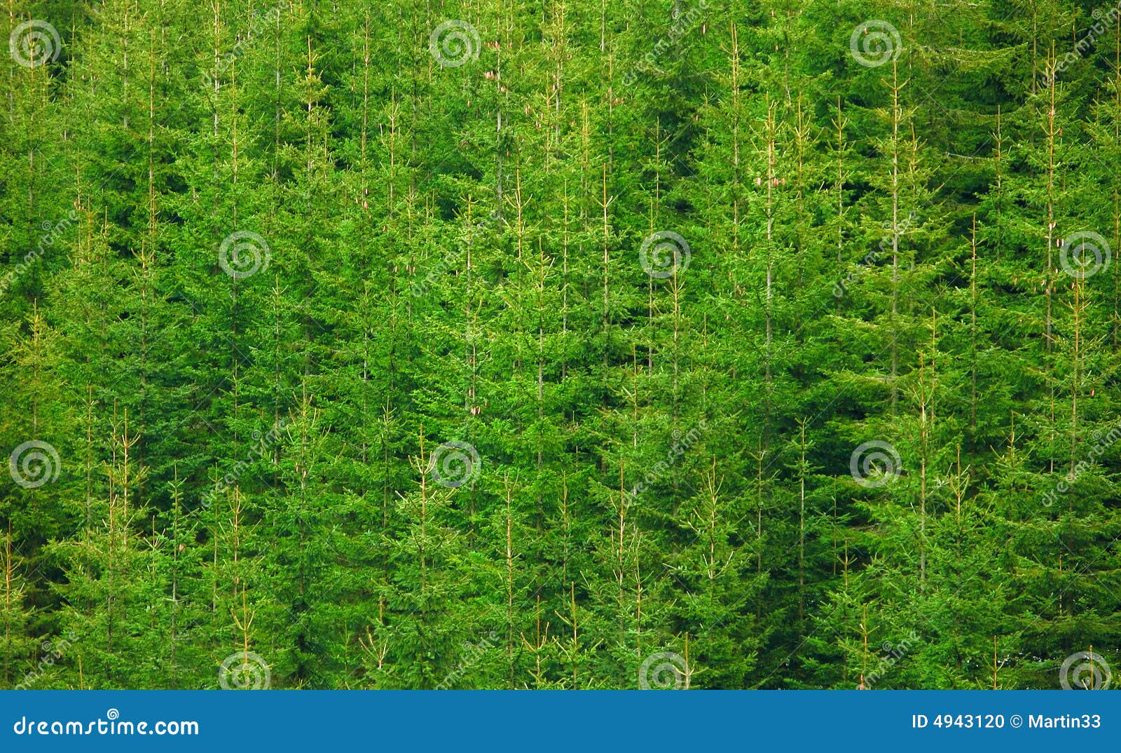 Spruce tree texture stock photo. Image of tree, nature - 4943120