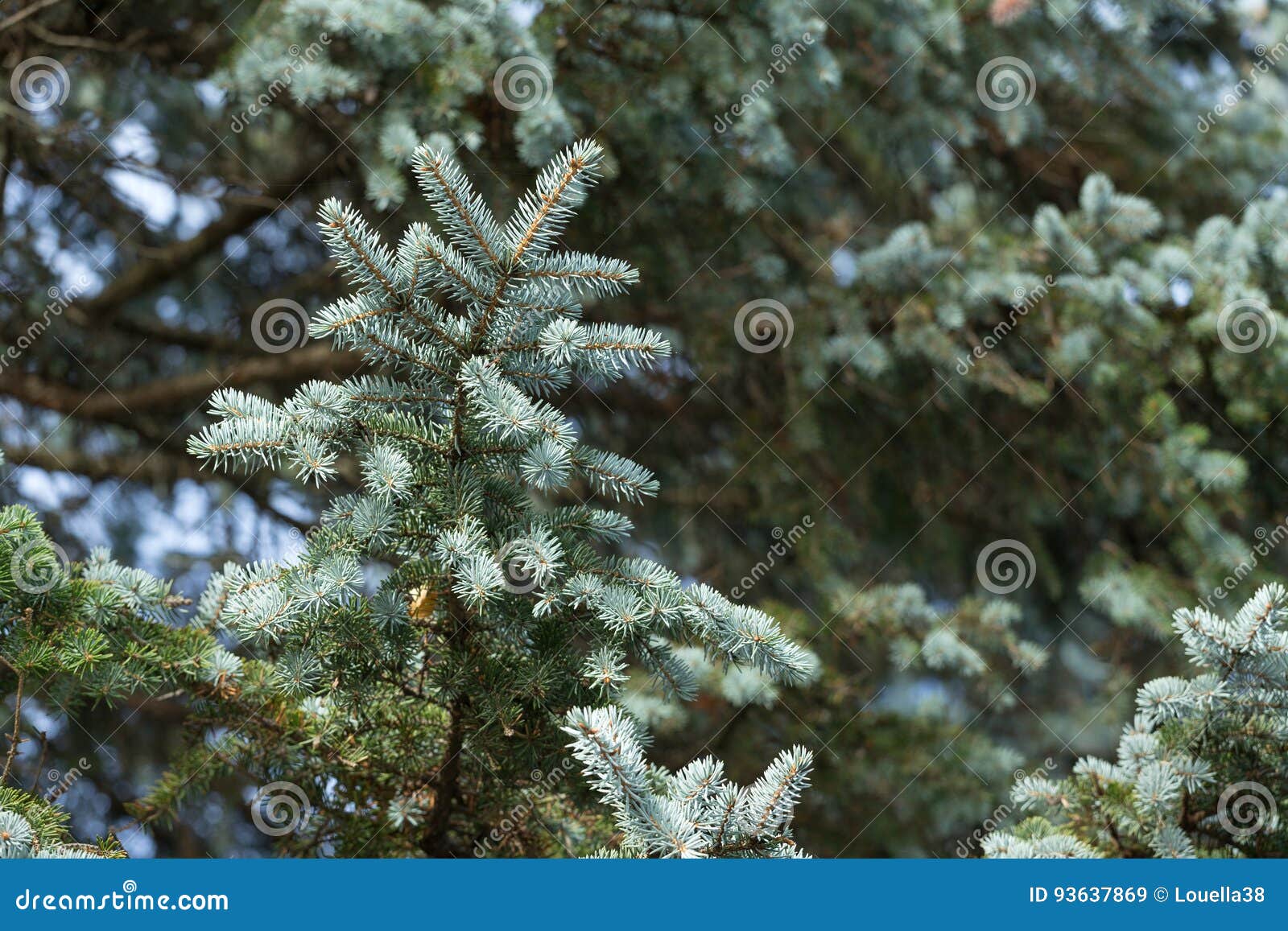 Spruce tree tips stock image. Image of blue, spruce, branches - 93637869