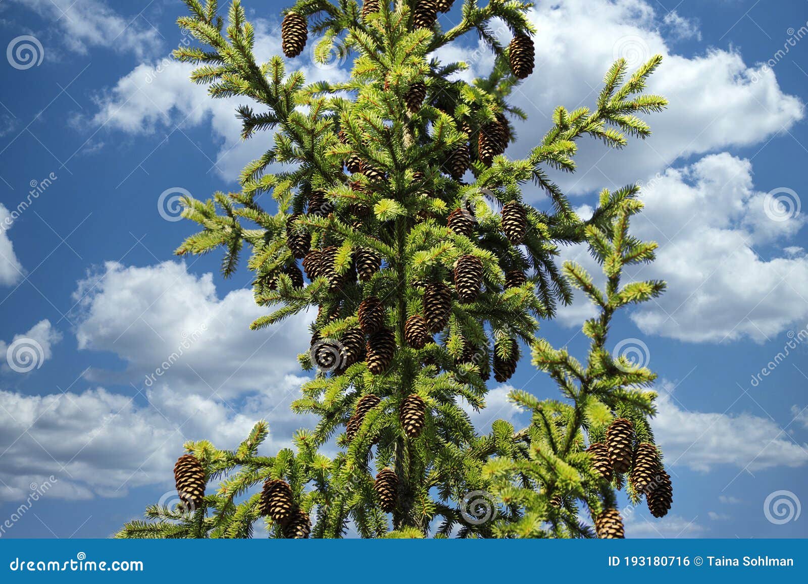 Spruce Tree Top with Cones stock photo. Image of picea - 193180716