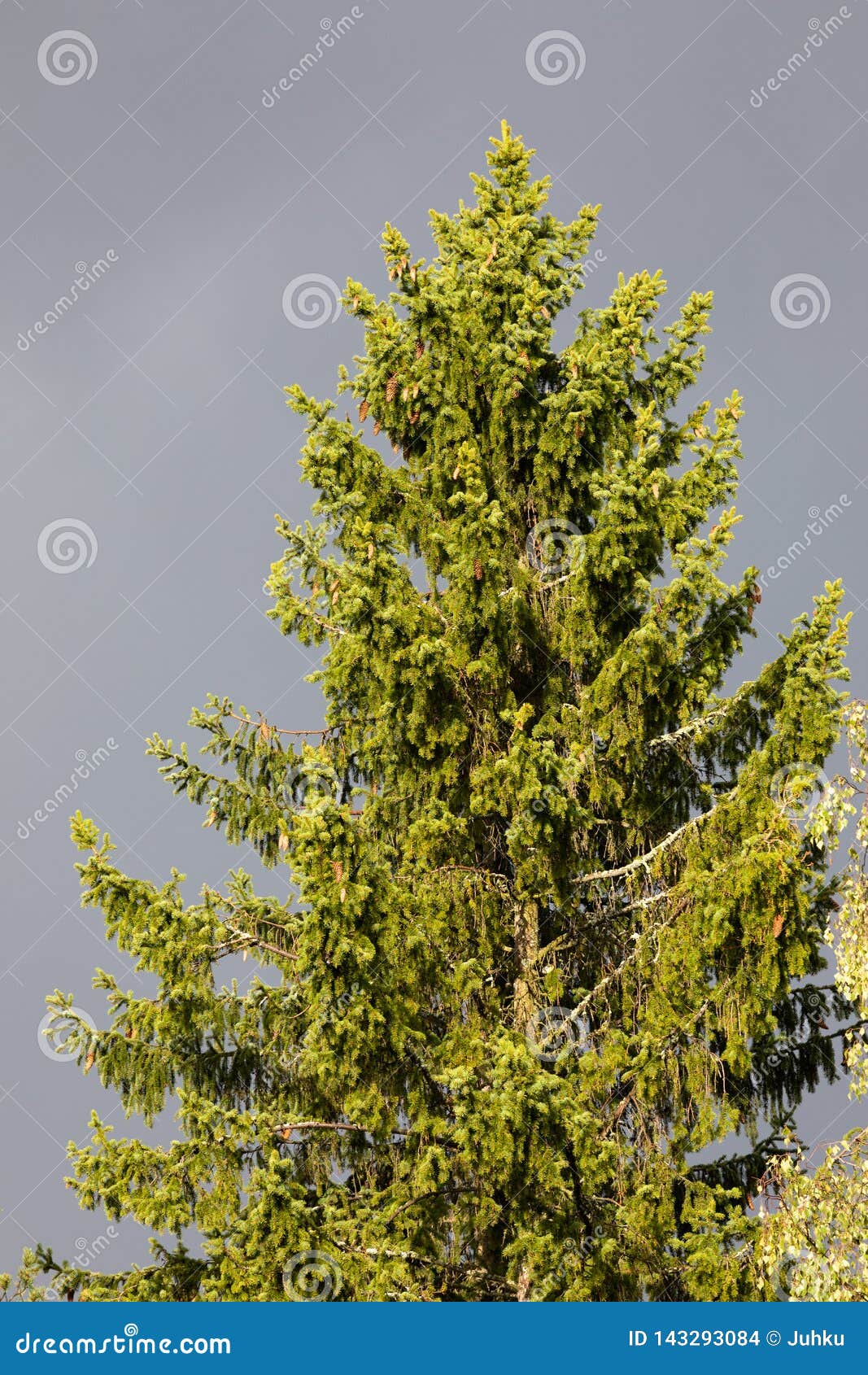 Spruce Tree Top after Rain in Sunlight Stock Photo - Image of spruce ...