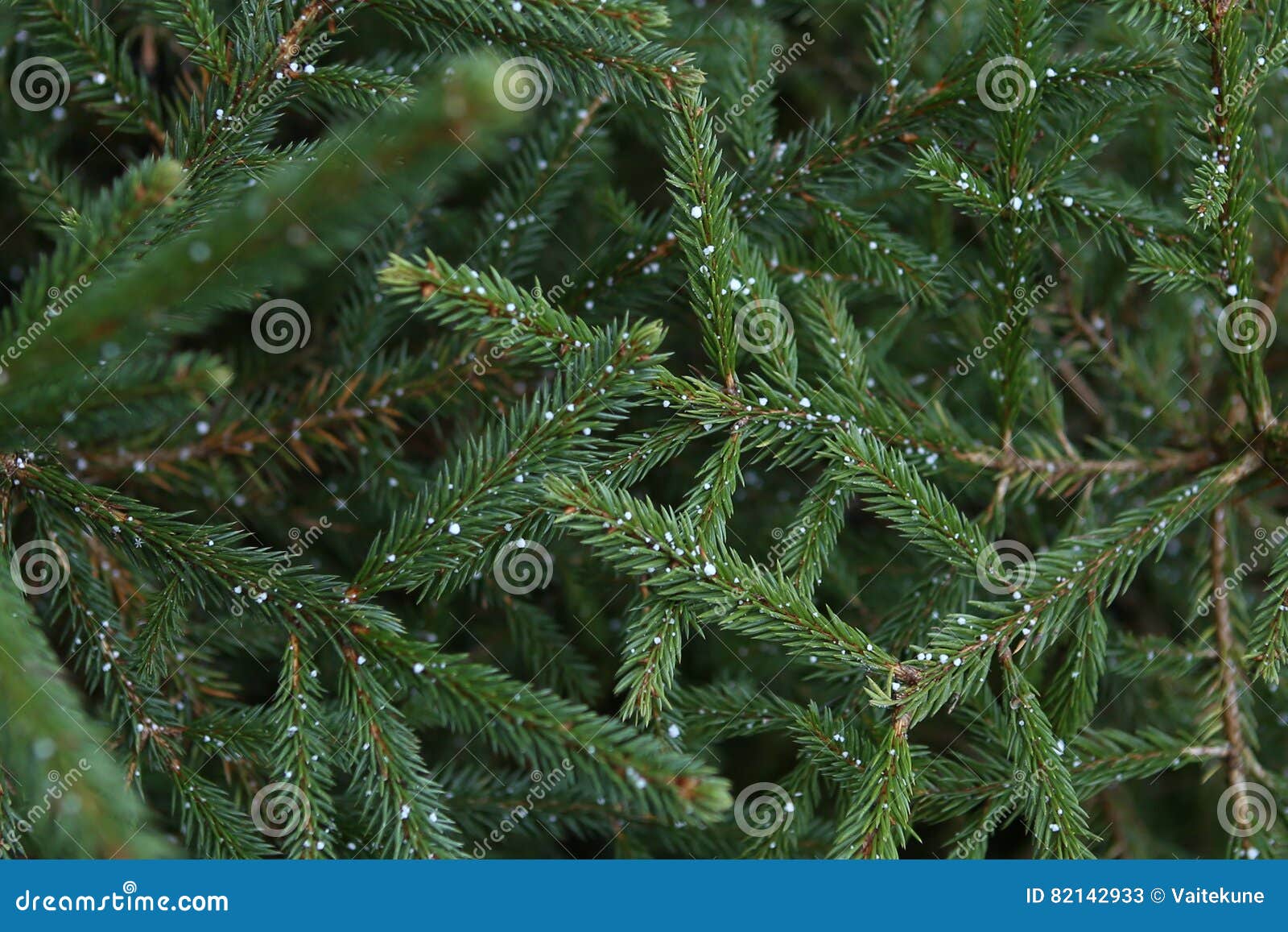 Spruce tree top view. stock image. Image of snowflakes - 82142933