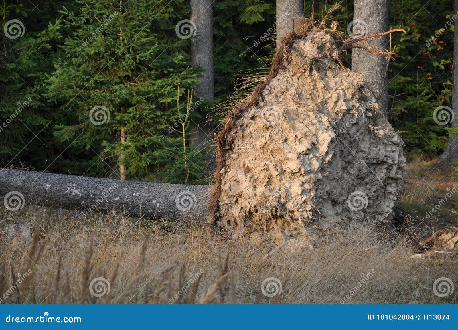 A Spruce Tree Tree Ripped from Roots in a Forest . Stock Photo - Image ...