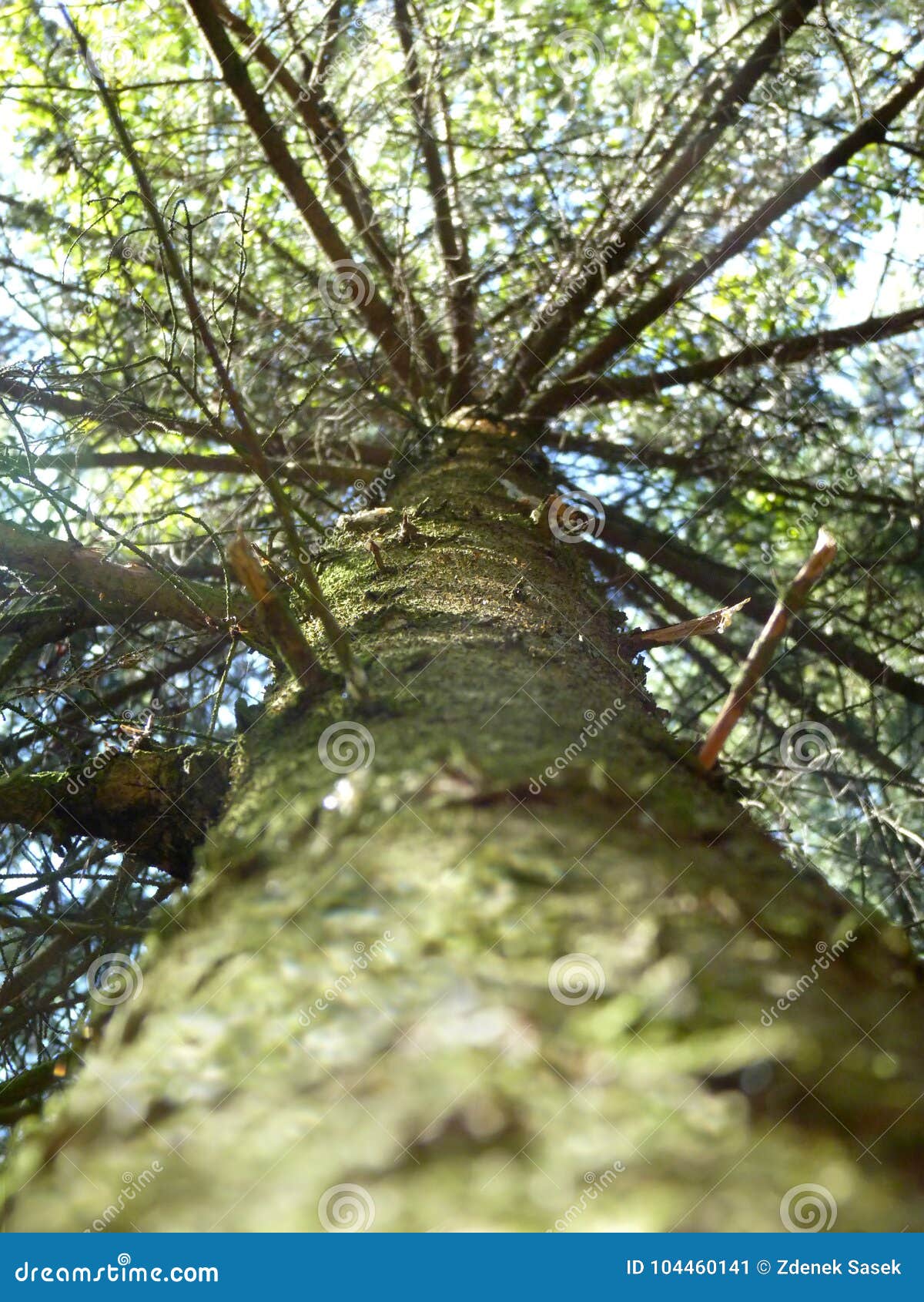 Spruce Tree Trunk, View from Below Stock Image - Image of large ...