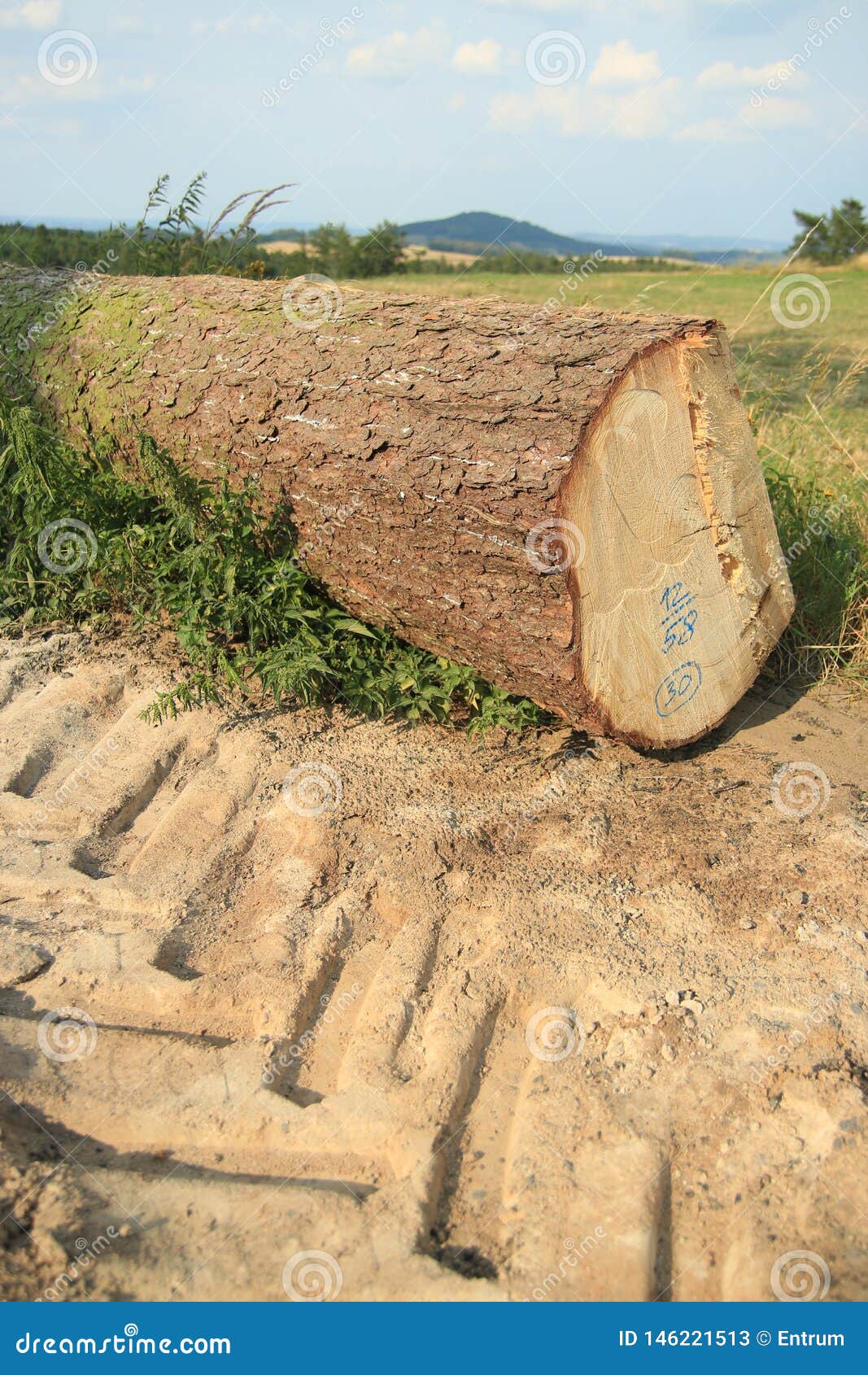 Spruce Tree Trunk Recently Cut, Piled and Lined a Path Stock Image ...
