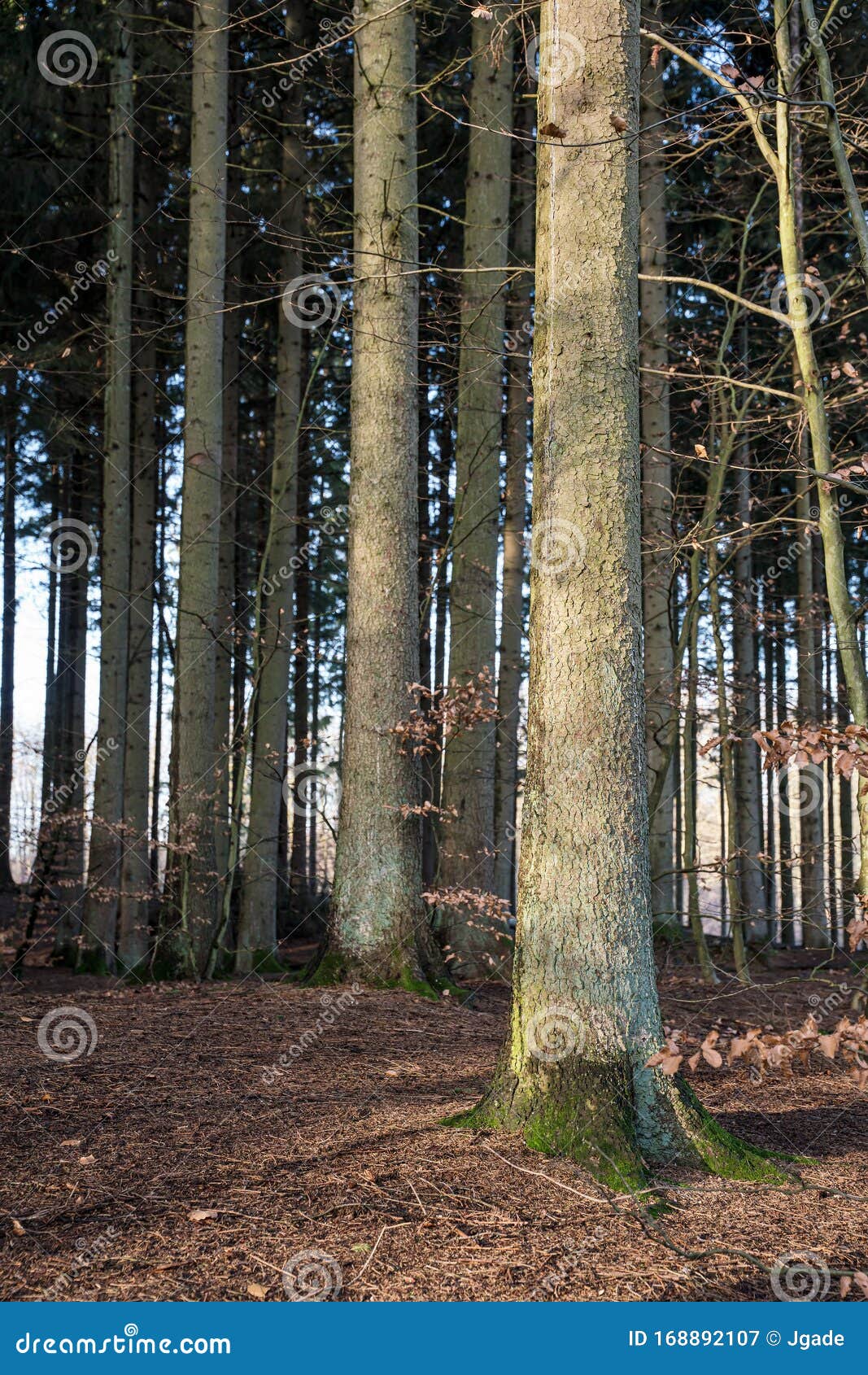 Spruce tree trunks stock image. Image of wilderness - 168892107