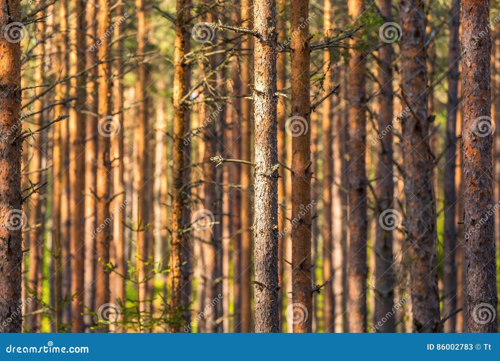 Spruce tree trunks stock image. Image of tranquil, summer - 86002783
