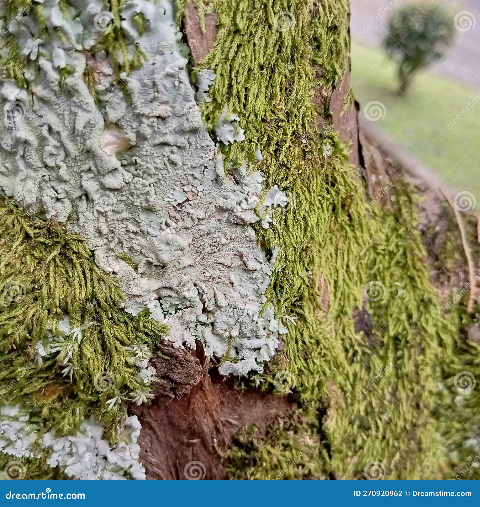 Spruce Tree Trunks Have Spots of Tosca Blue Fungus and Moss Stock Photo ...