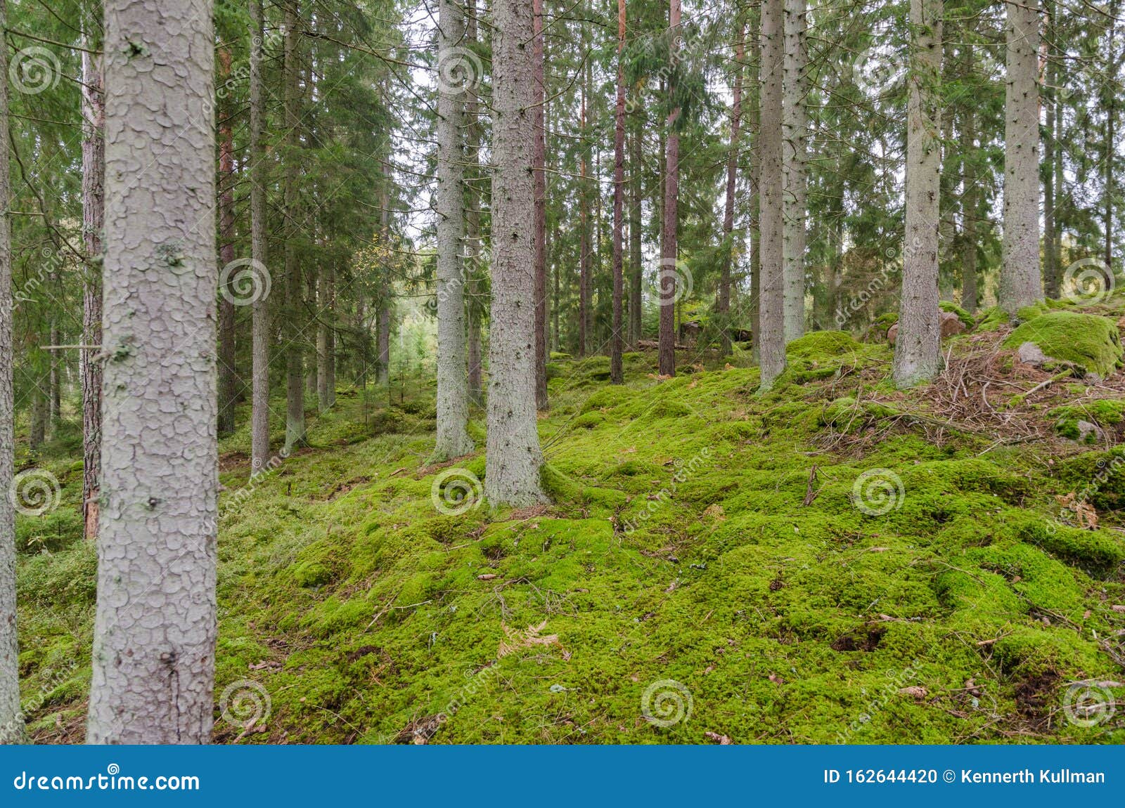 Spruce Tree Trunks in a Moss Covered Forest Stock Photo - Image of ...