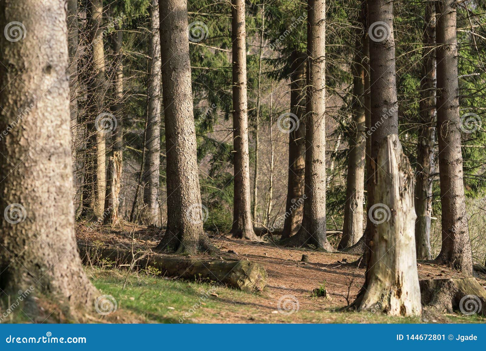Spruce tree trunks stock image. Image of environment - 144672801