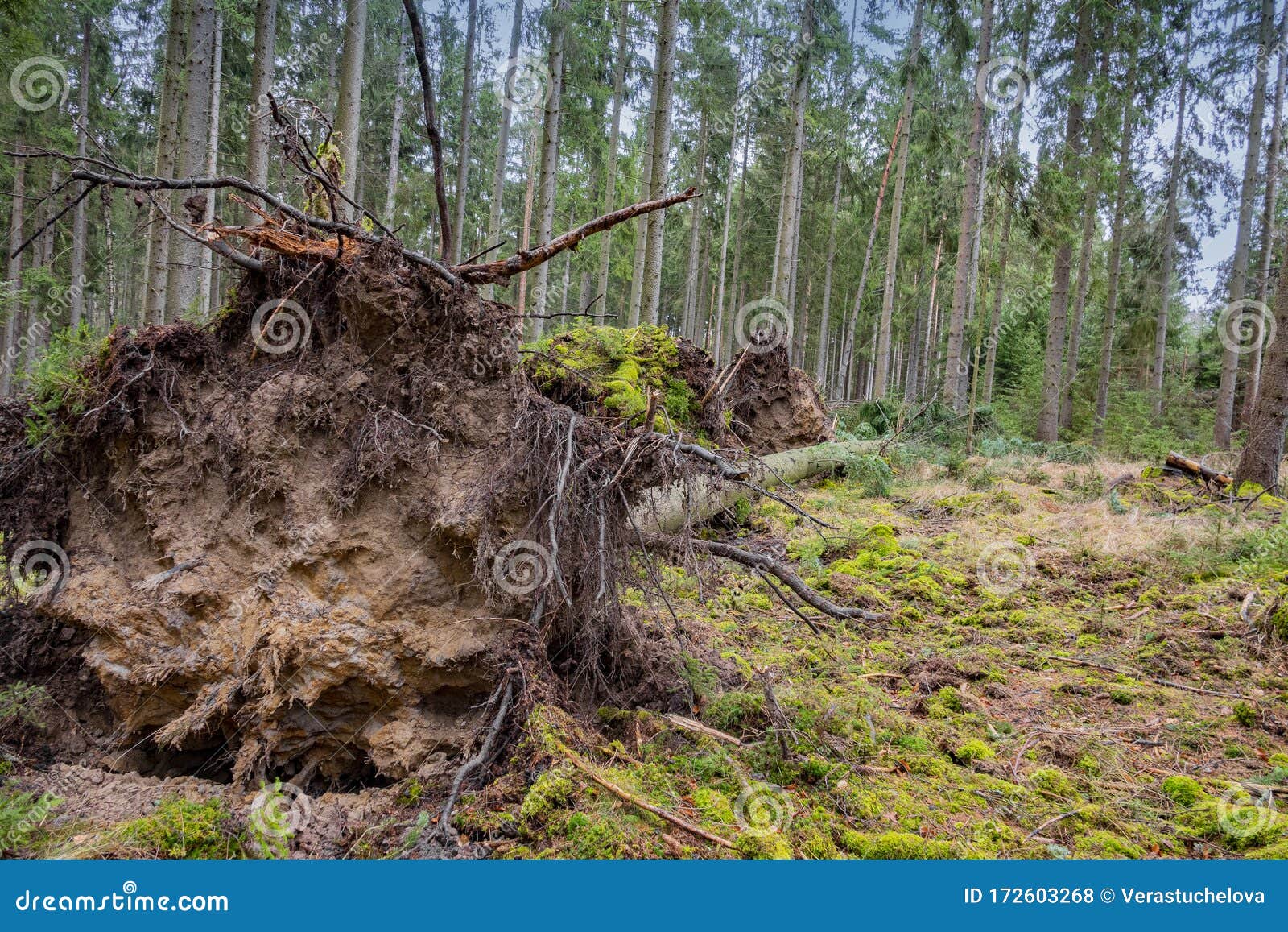 Tree Uprooted During A Strong Wind In The City Among The Paved Area ...