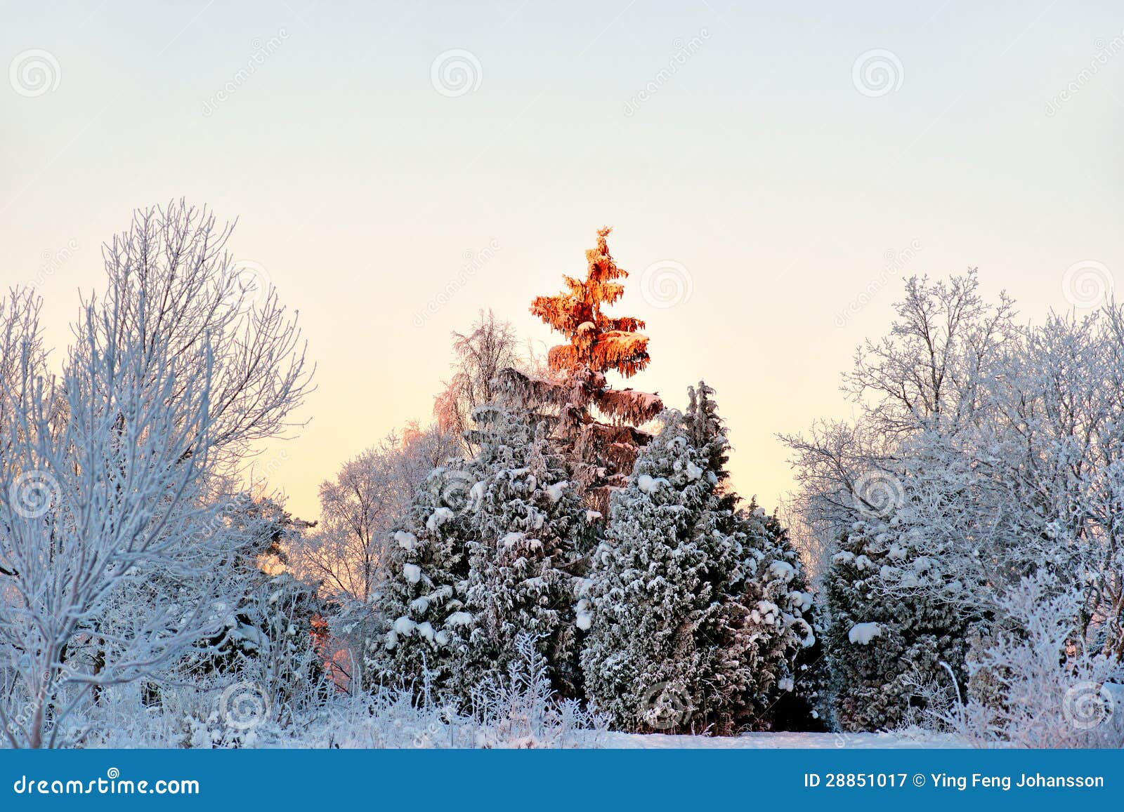 Spruce Tree in Winter Landscape Stock Image - Image of sunset ...