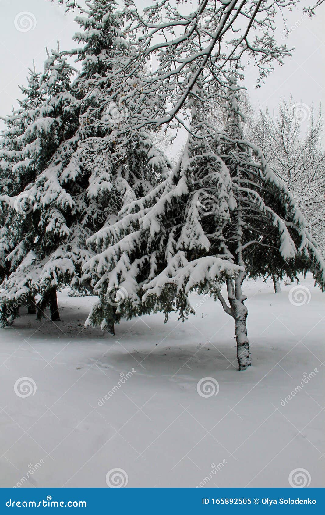 Spruce tree in winter park stock image. Image of december - 165892505