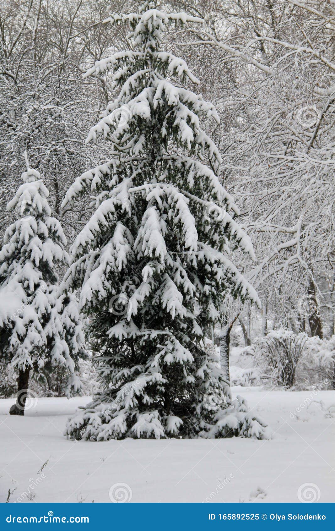 Spruce tree in winter park stock image. Image of rime - 165892525