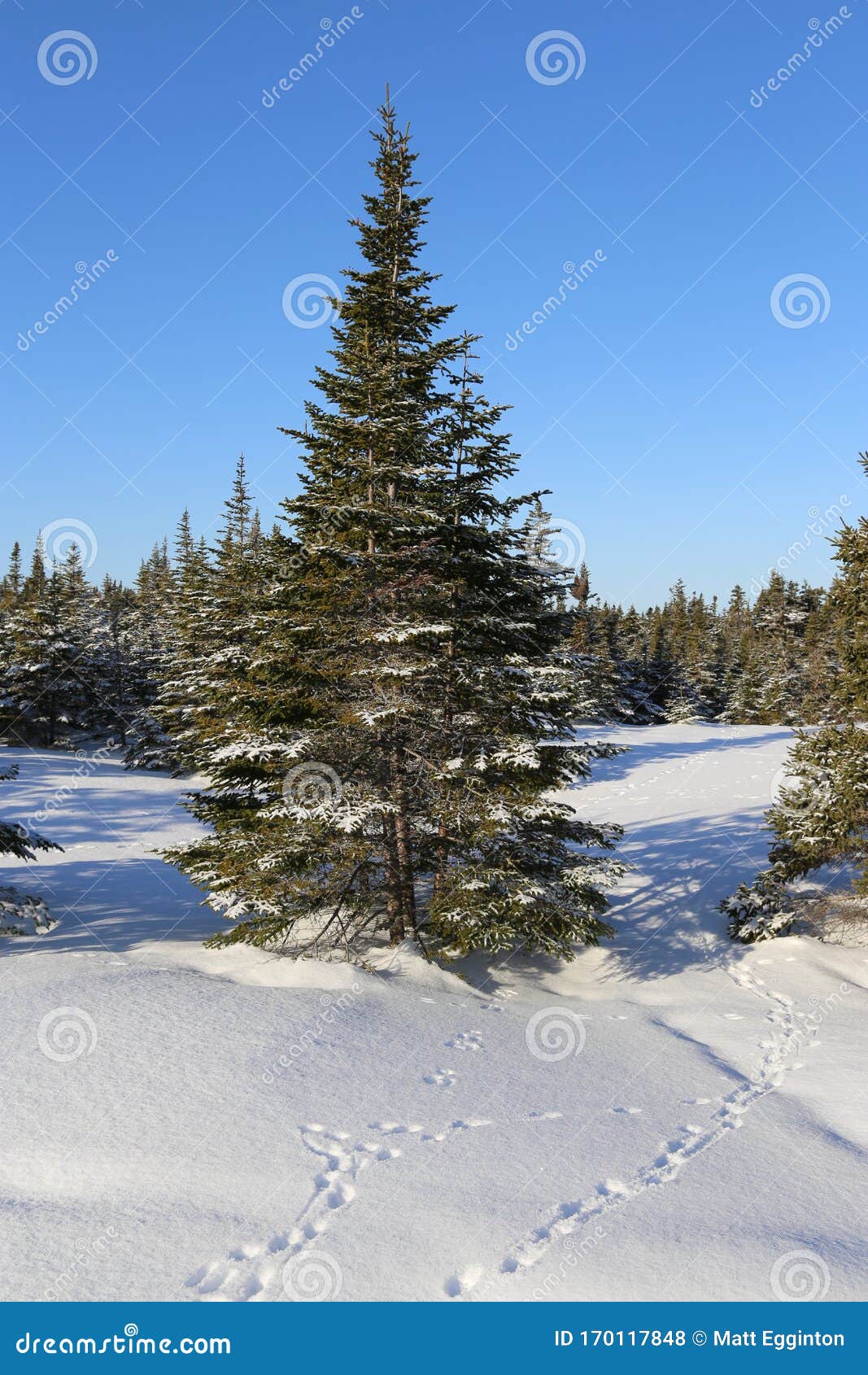 Spruce tree in winter stock photo. Image of animal, peaceful - 170117848