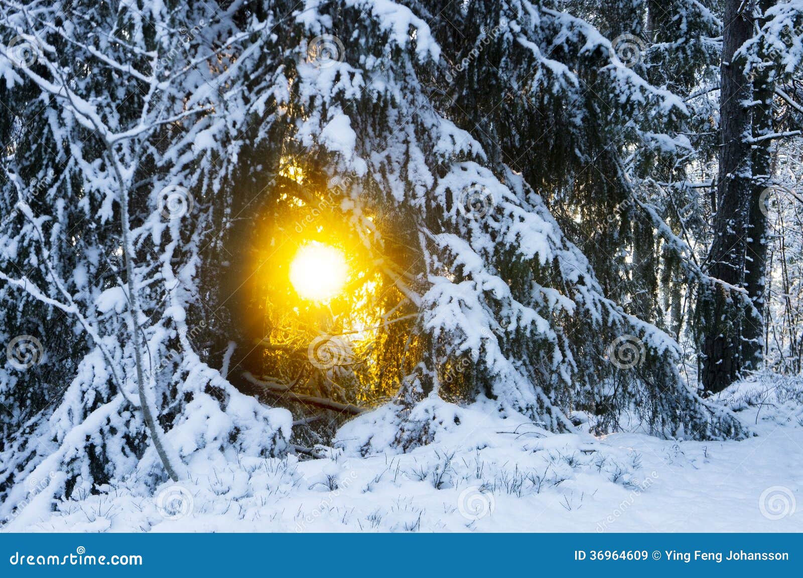 Spruce Tree in Winter Sunset Stock Image - Image of sunshine, snow ...