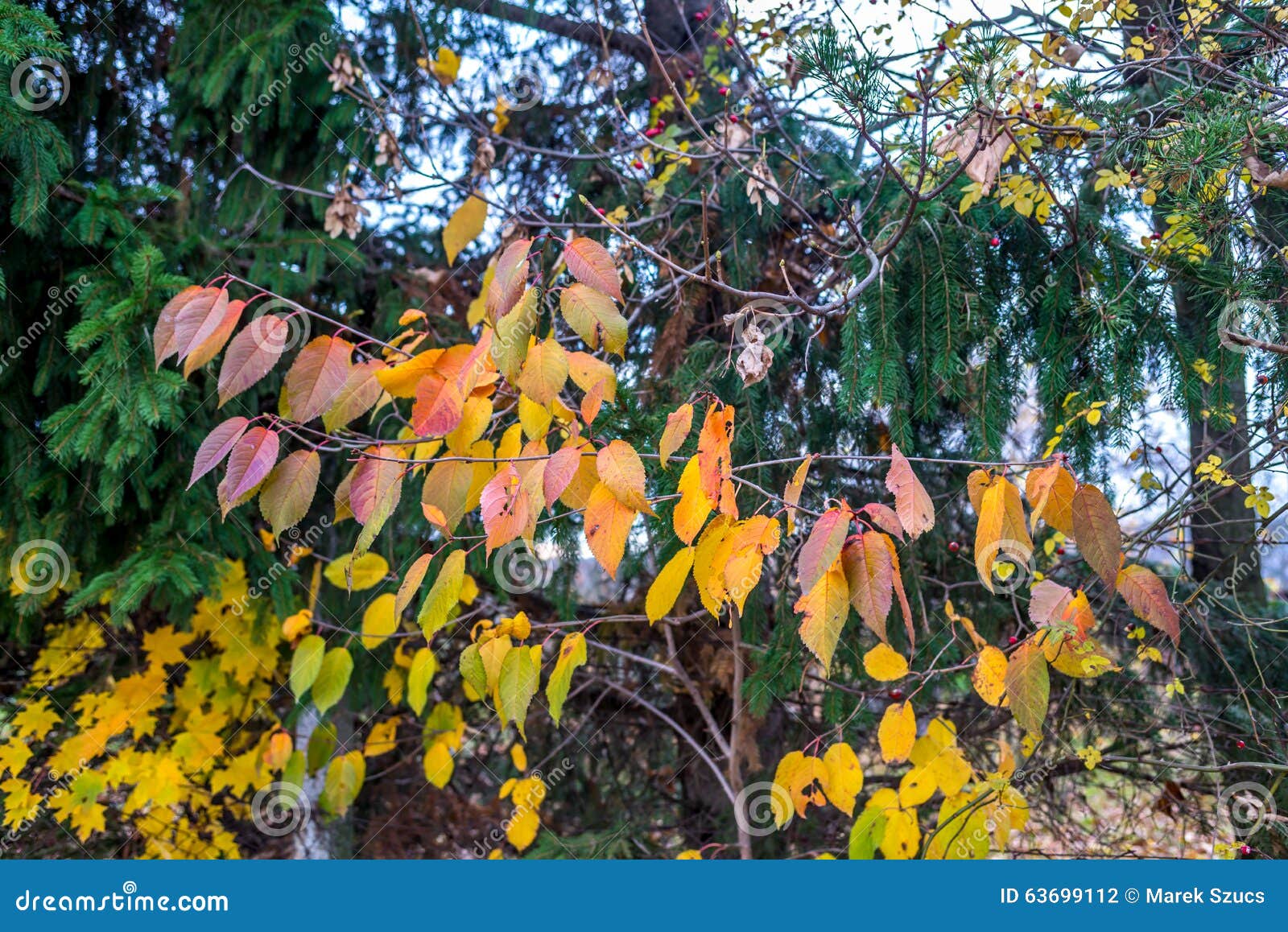 Spruce Tree with Yellow Leafs at Late Autumn Stock Photo - Image of ...