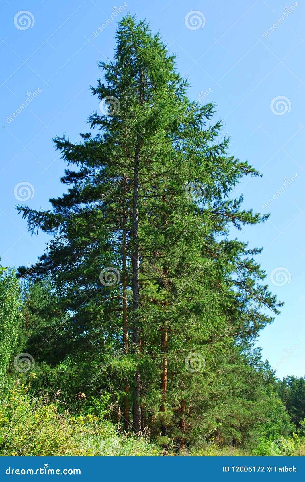 Spruce trees stock photo. Image of wooded, leafy, hillside - 12005172