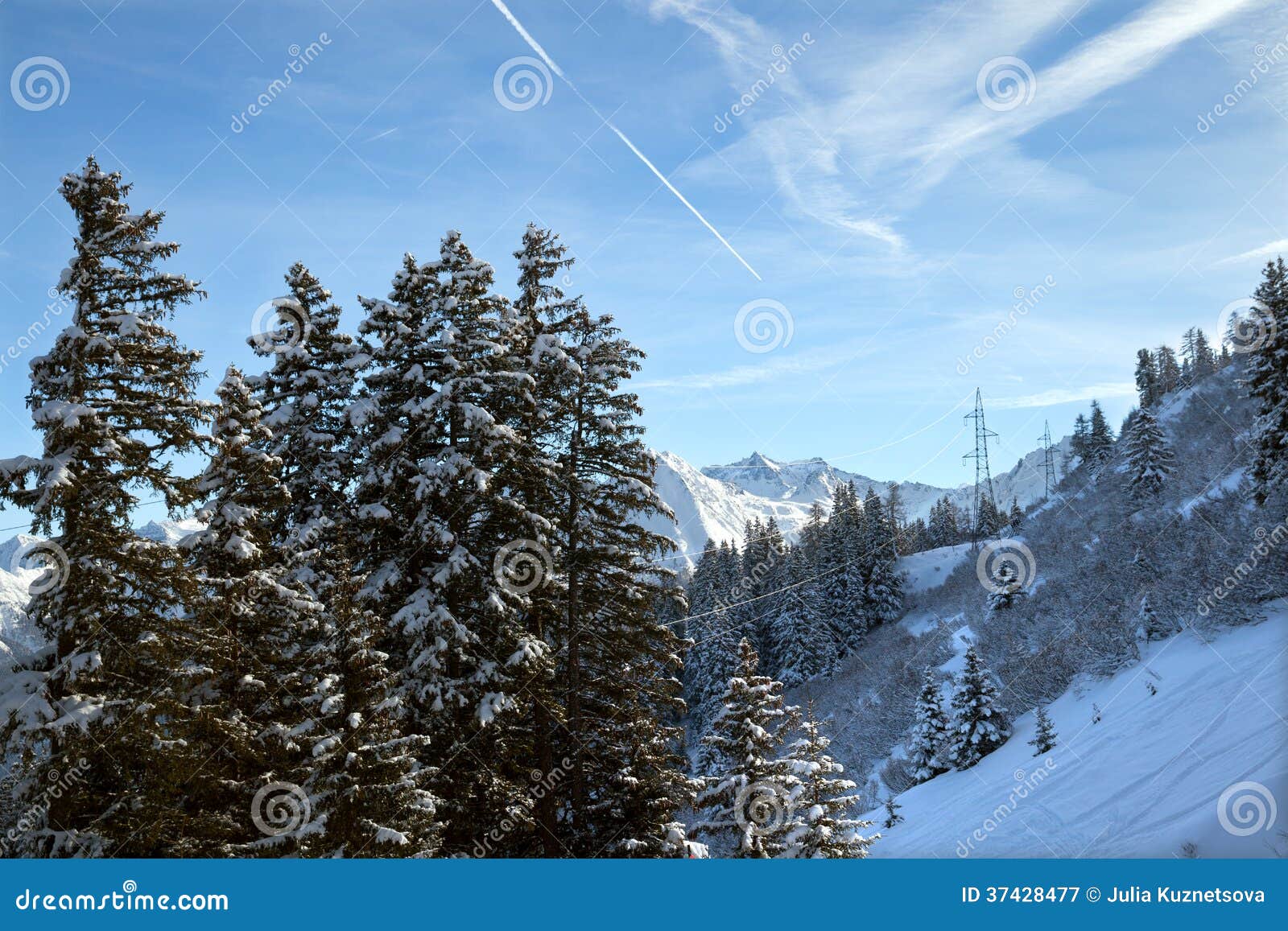 Spruce trees in Alps stock image. Image of slope, nature - 37428477