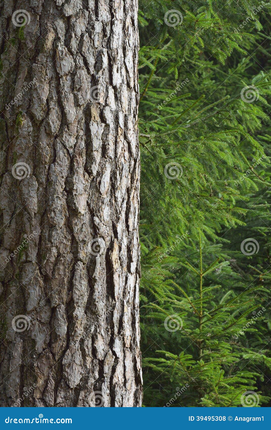 Spruce trees stock photo. Image of bark, color, people - 39495308