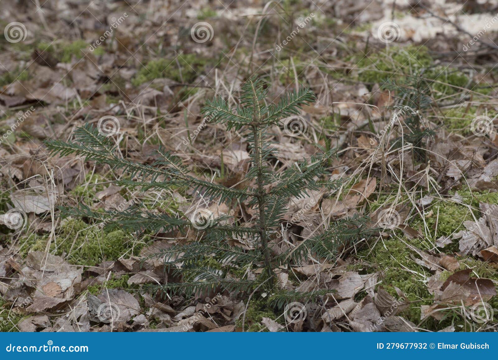 Spruce Trees with Green Needle Leaves in a Forest Stock Photo - Image ...