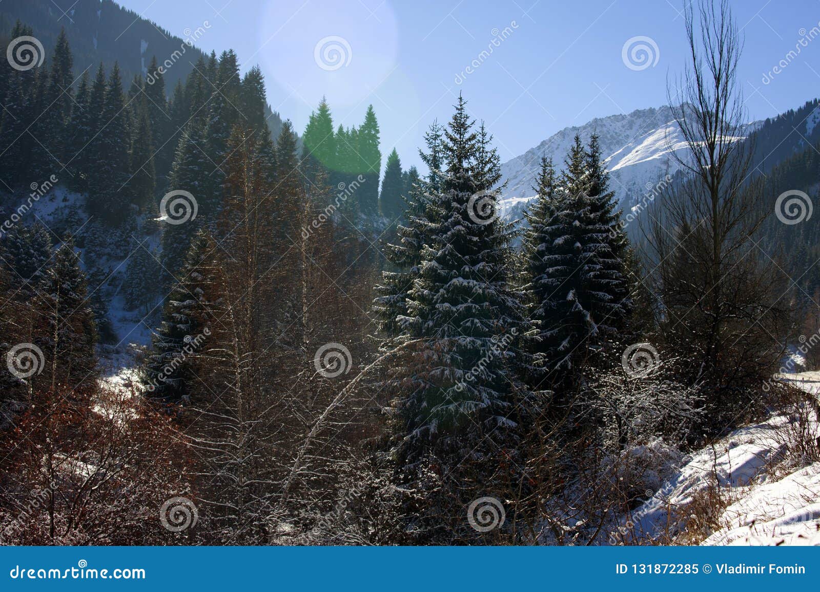 Spruce Trees in a Mountain Forest. Stock Image - Image of morning ...