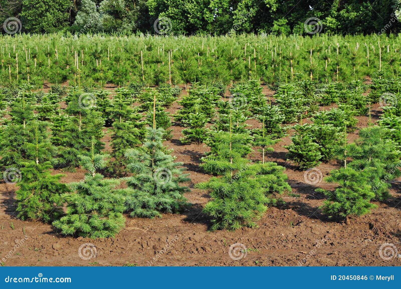 Spruce trees nursery stock photo. Image of trees, nature - 20450846