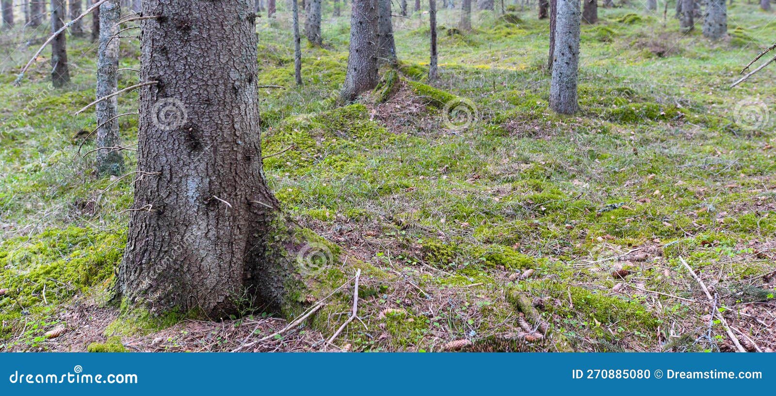 Coniferous Forest Landscape in Spring Stock Photo - Image of nature ...