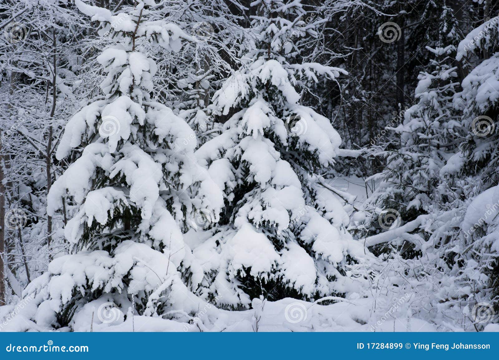 Spruce trees in snow stock image. Image of landsacape - 17284899