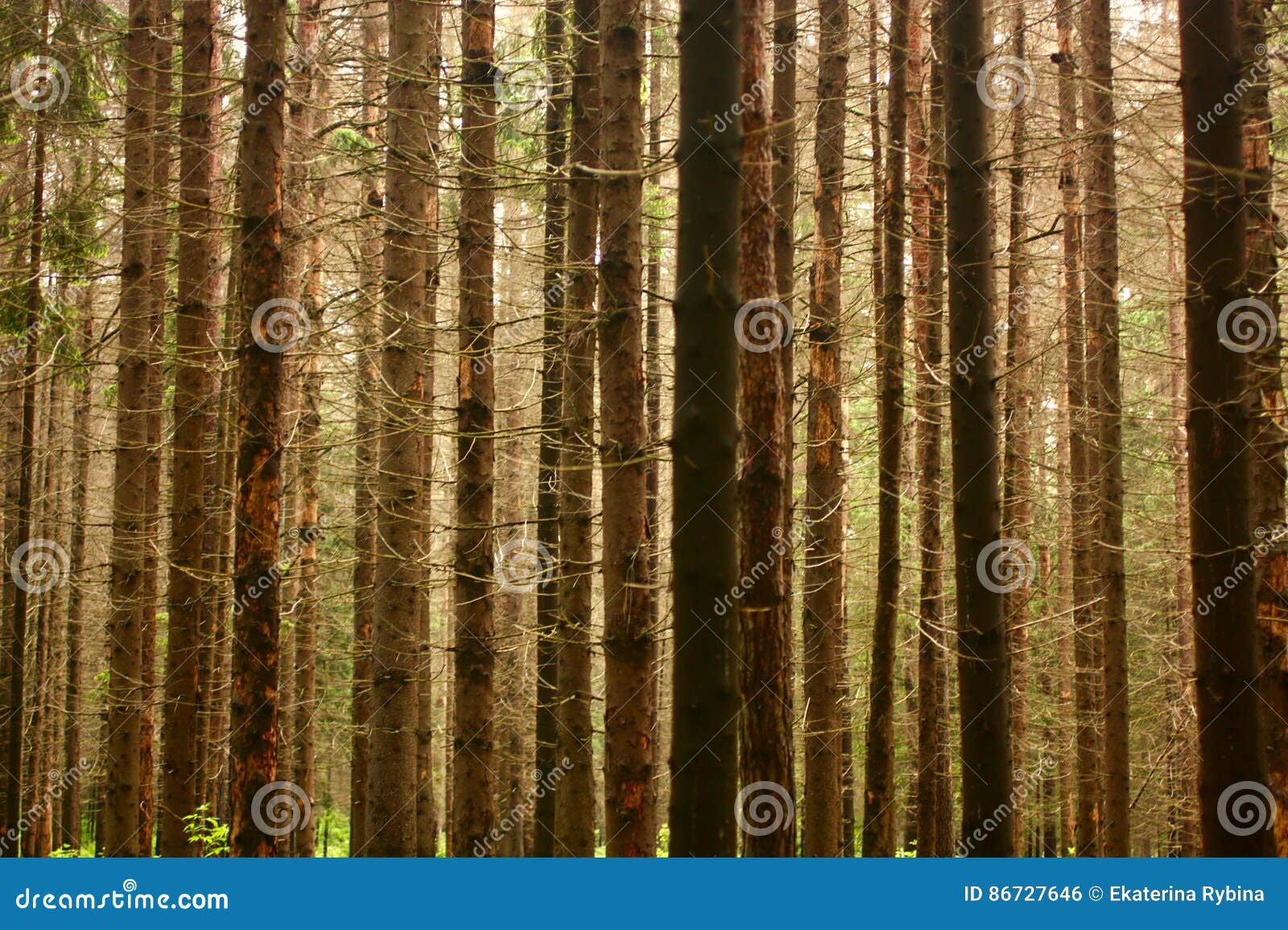 Spruce Trees Texture, Background Stock Photo - Image of moss, landscape ...