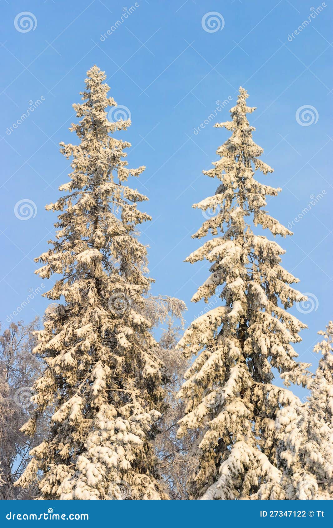 Spruce trees in winter stock photo. Image of nonurban - 27347122